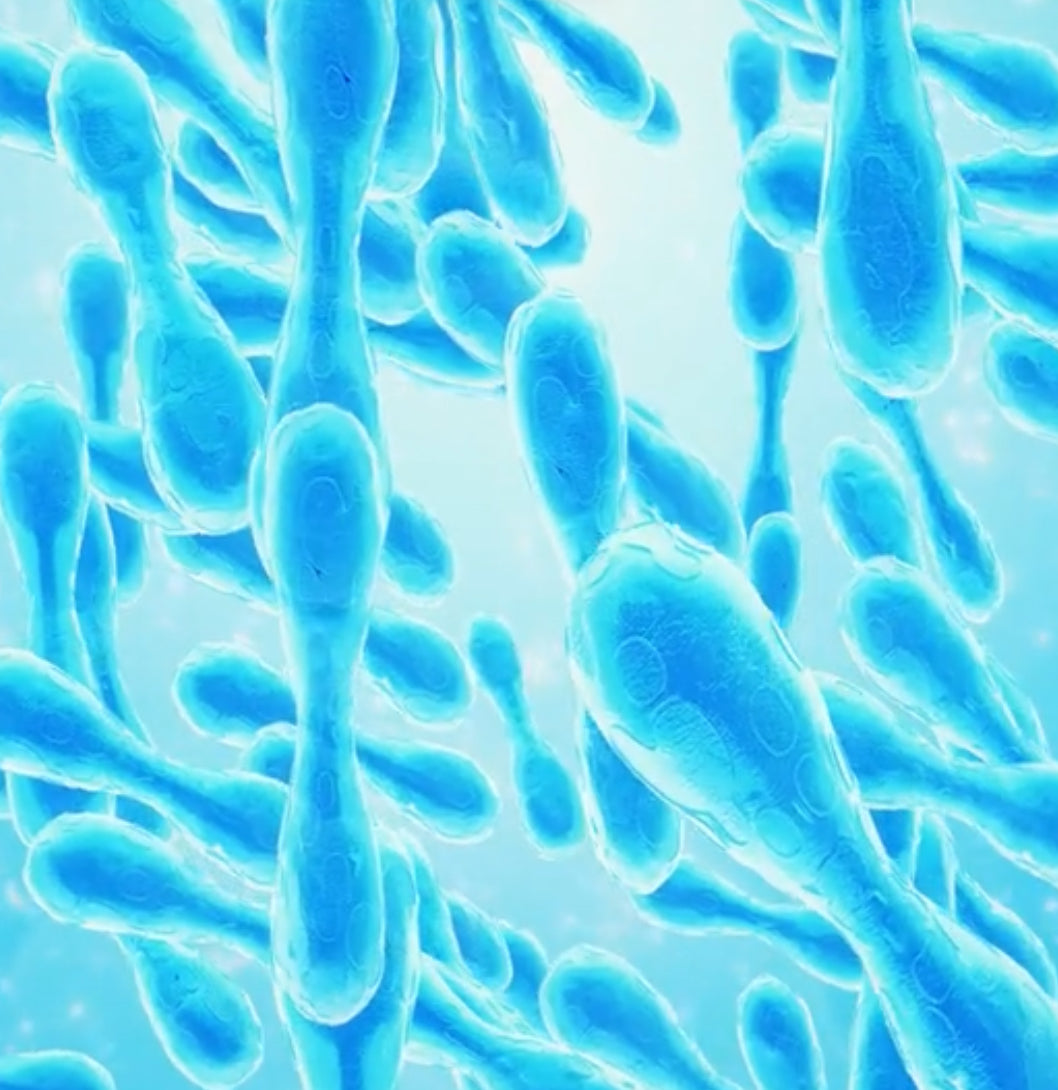 25 Billion live bacteria per capsule – MicroBio Health™